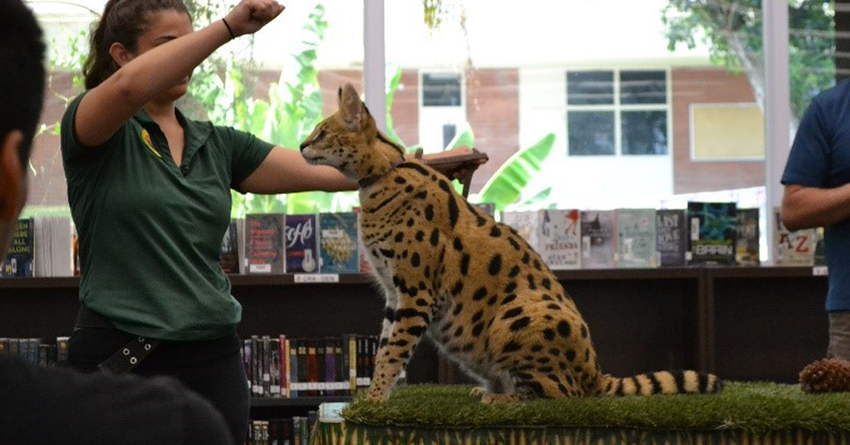 Zoo Crew: Engineers Gone Wild!